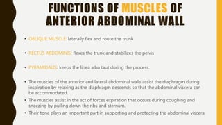 Anterior abdominal wall | PPT