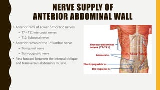 Anterior abdominal wall | PPT