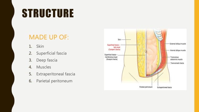 Anterior abdominal wall | PPT
