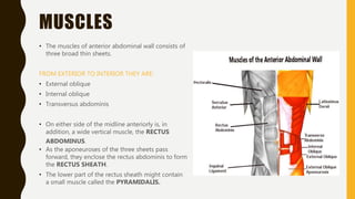 Anterior abdominal wall | PPT