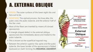 Anterior abdominal wall | PPT
