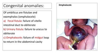 anterior abdominal wall.pptx | Pregnancy | Reproductive Health