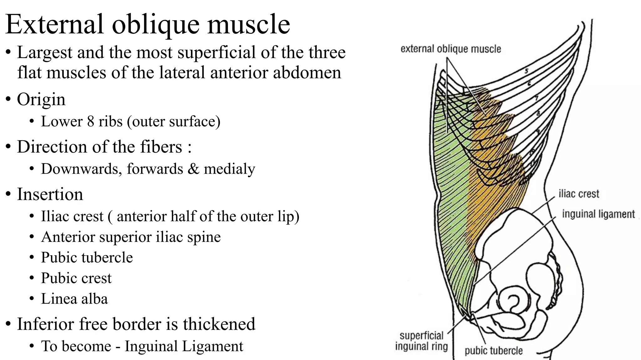 anterior abdominal wall.pptx | Death, Injury, or Military Conflict ...