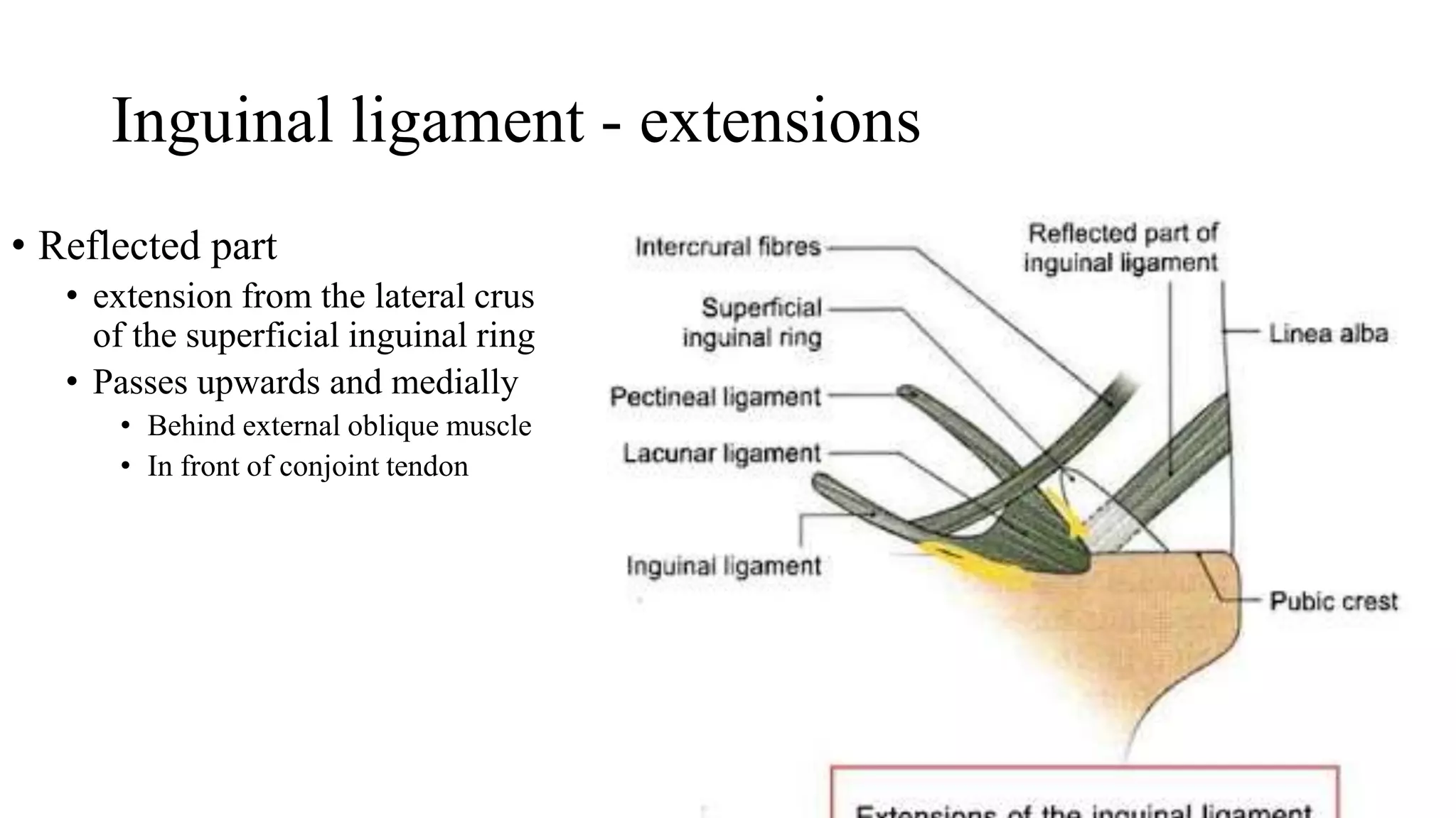 anterior abdominal wall.pptx