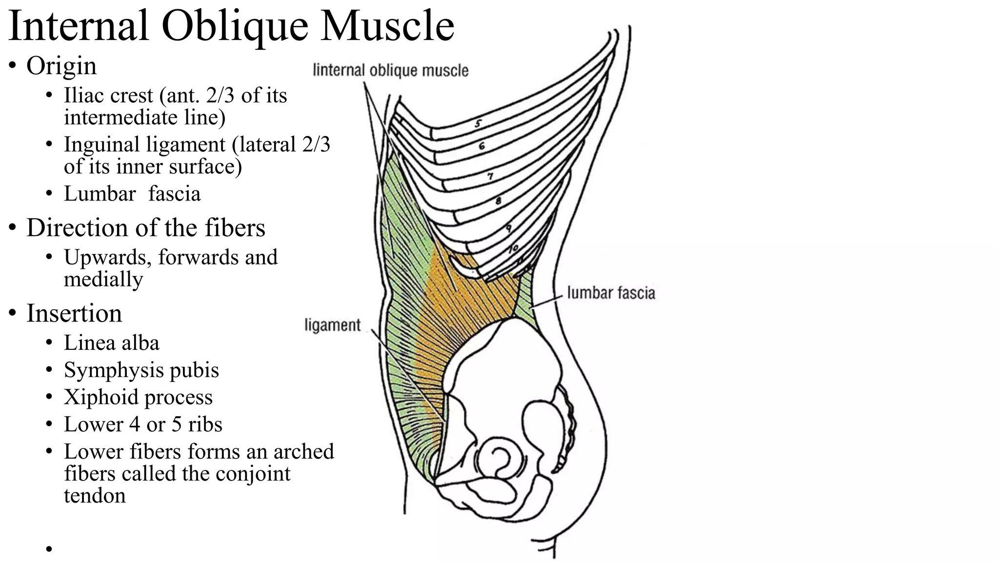 anterior abdominal wall.pptx