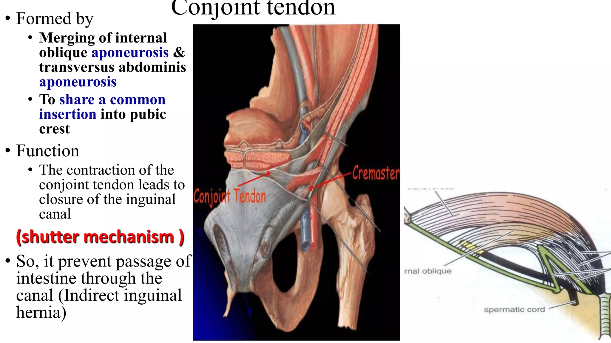 anterior abdominal wall.pptx