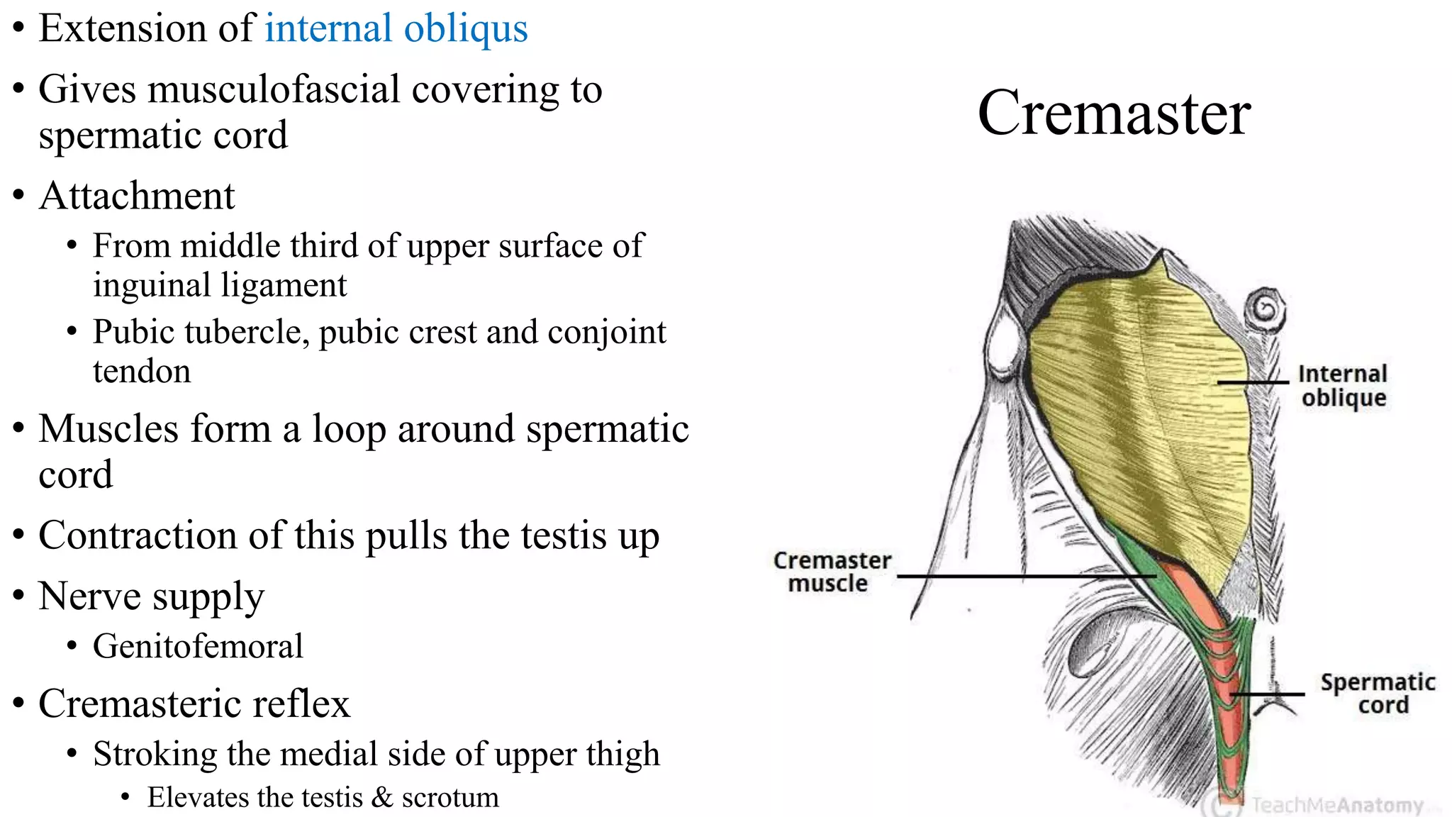 anterior abdominal wall.pptx