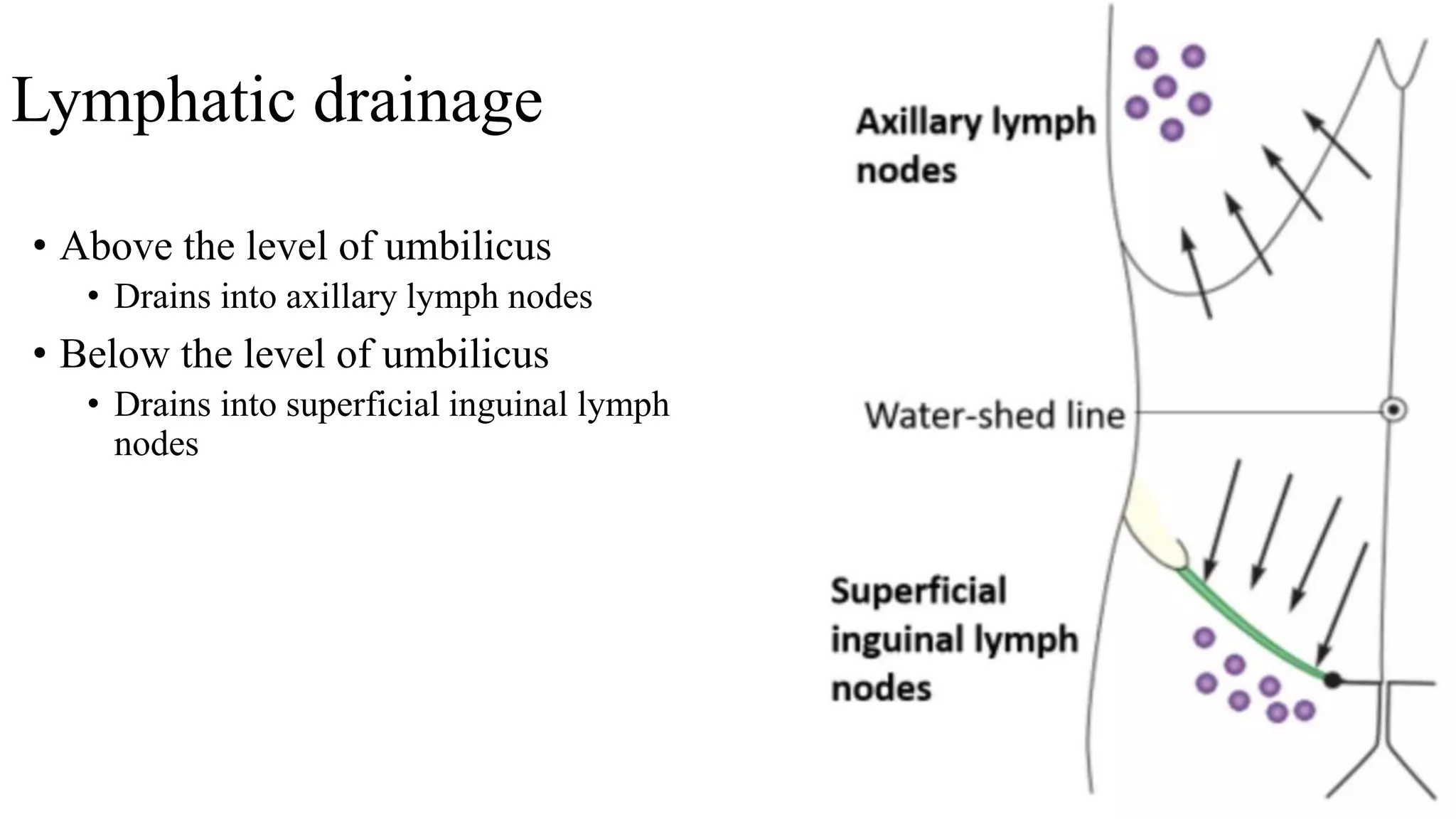 anterior abdominal wall.pptx