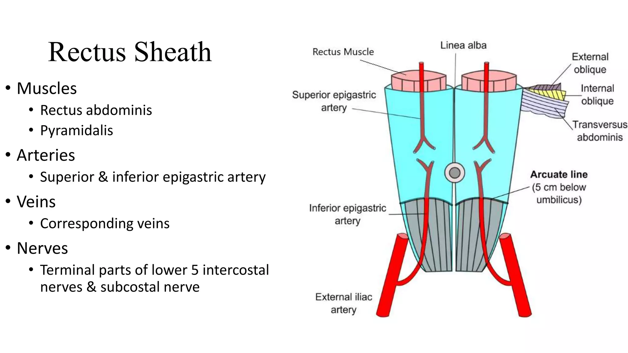 anterior abdominal wall.pptx