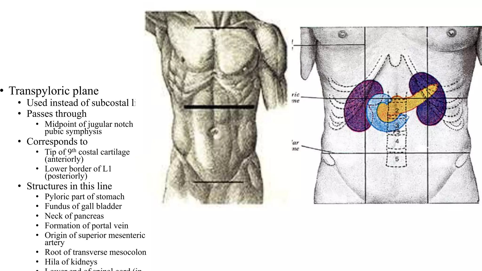 anterior abdominal wall.pptx