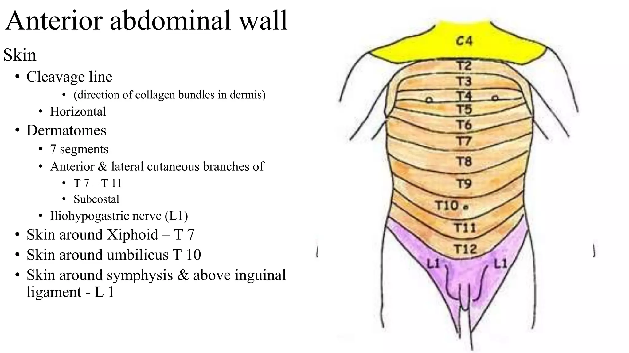 anterior abdominal wall.pptx