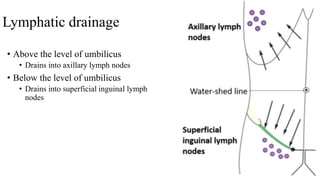 anterior abdominal wall.pptx