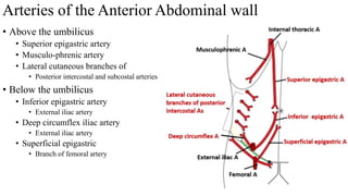 anterior abdominal wall.pptx