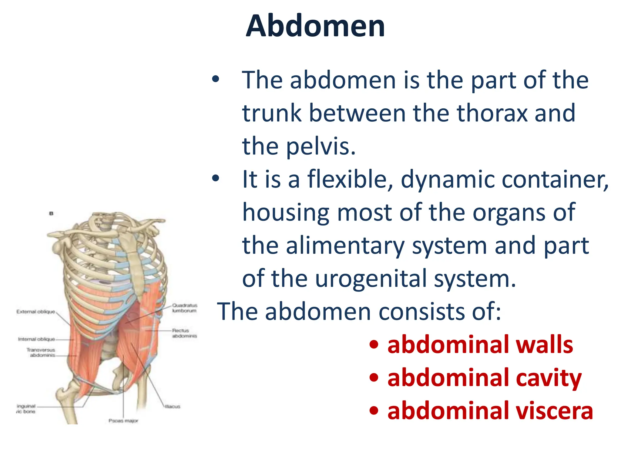 Anterior abdominal wall.pptx