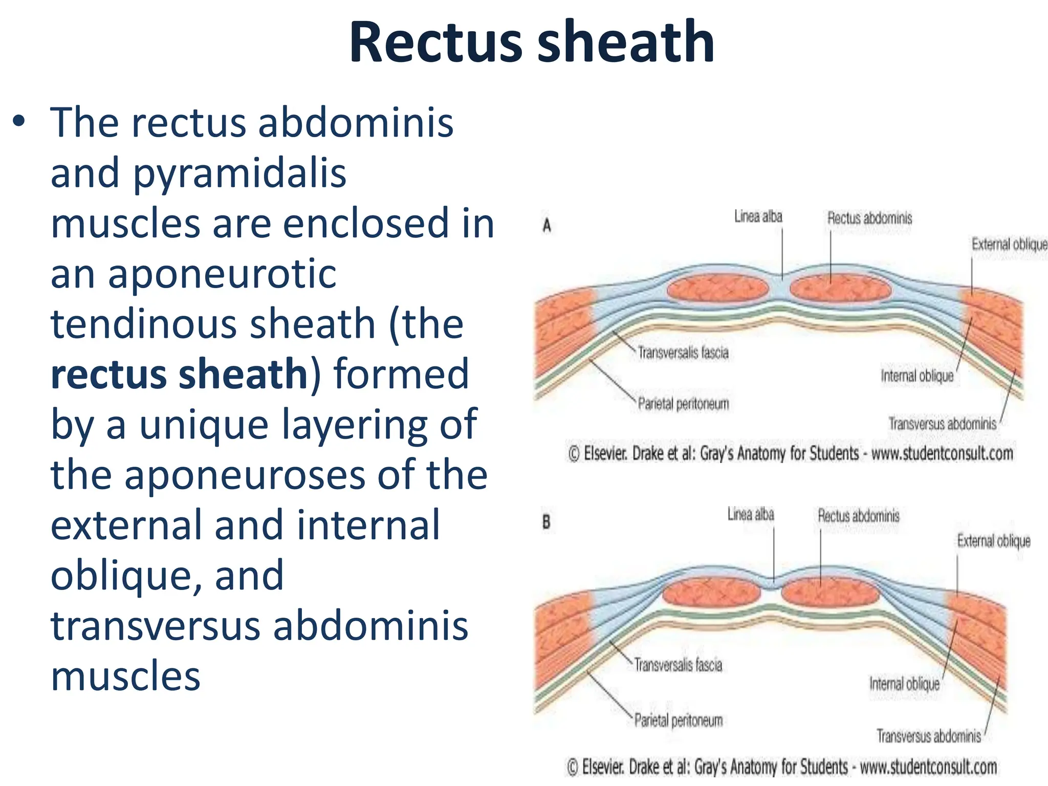 Anterior abdominal wall.pptx