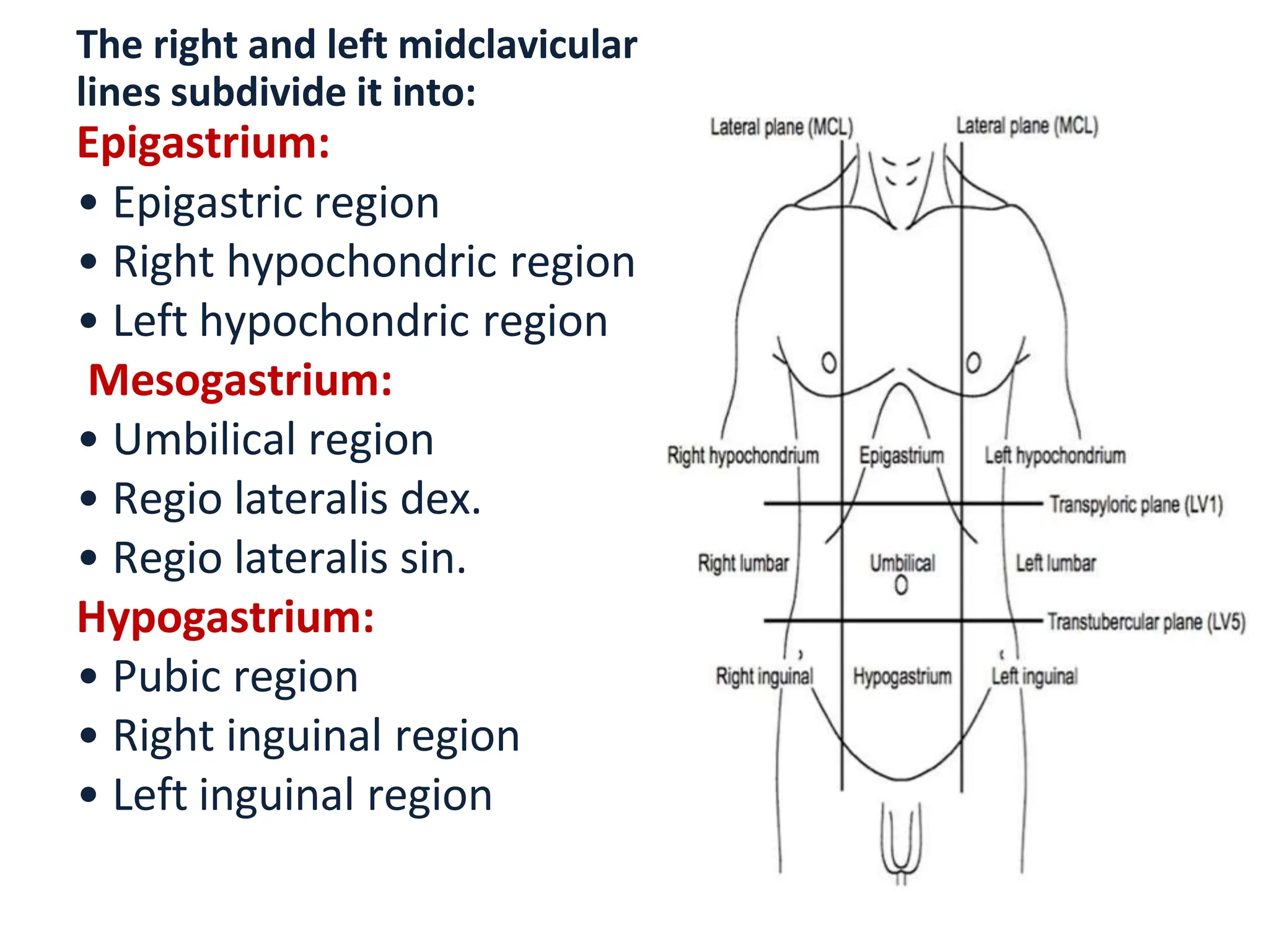 Anterior abdominal wall.pptx