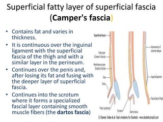 Anterior abdominal wall.pptx