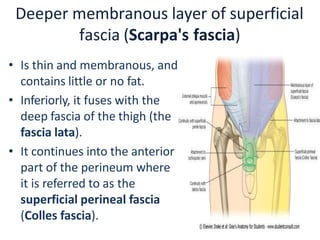 Anterior abdominal wall.pptx