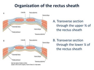 Anterior abdominal wall.pptx