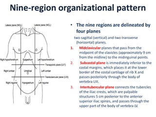 Anterior abdominal wall.pptx