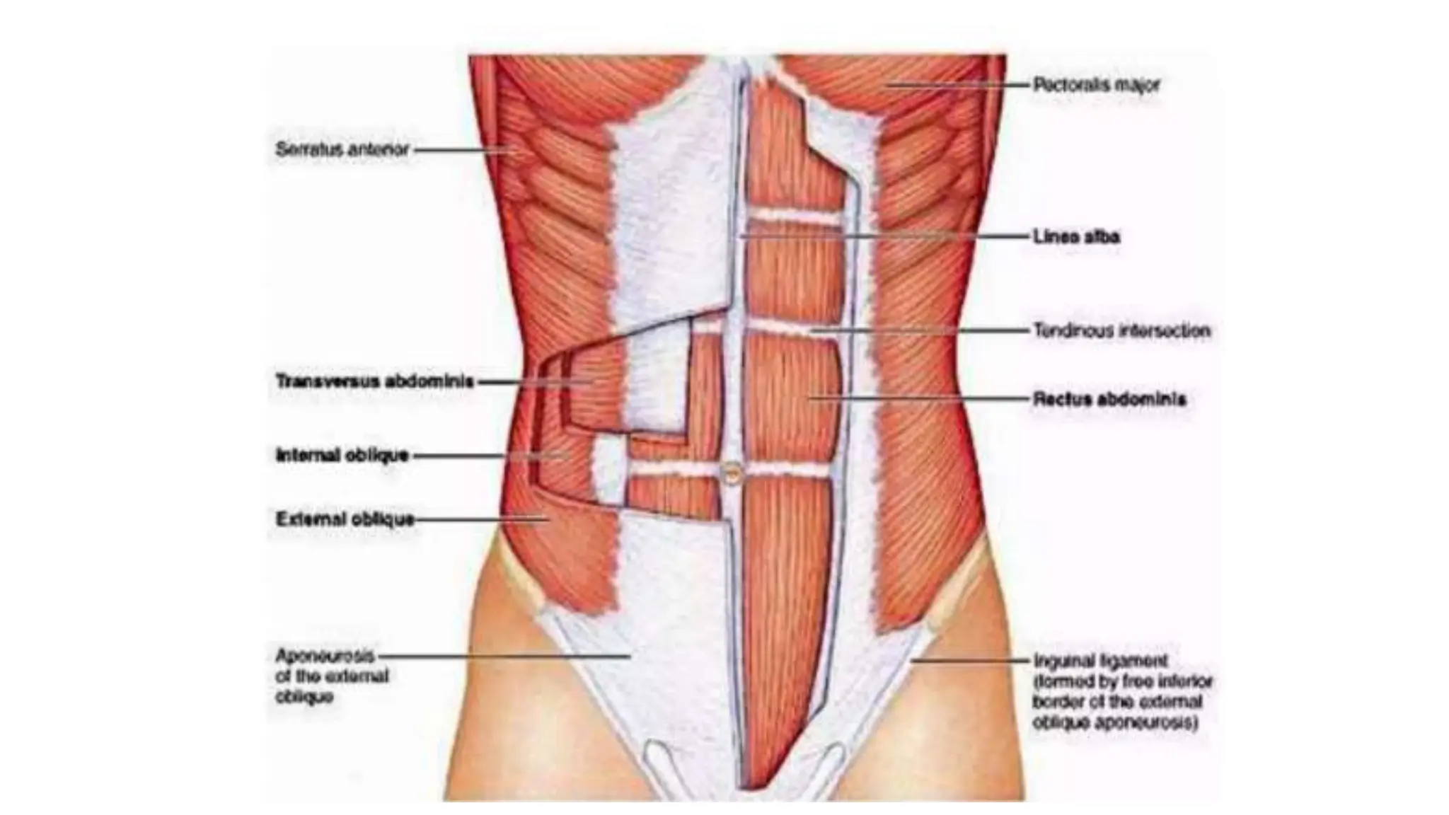 ANTERIOR ABDOMINAL WALL.pptxAnterior abdomen wall Rectus sheath | PPTX | Death, Injury, or ...