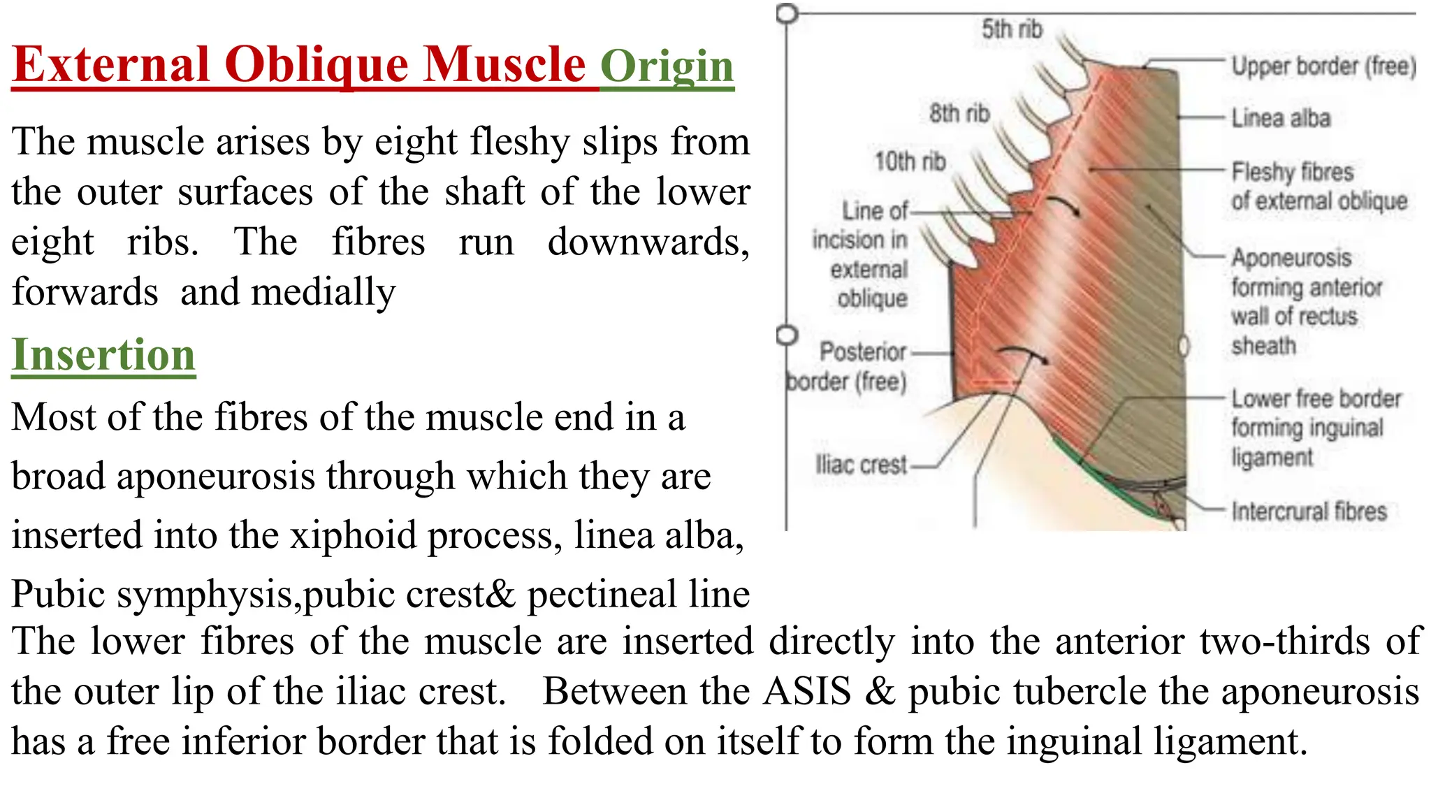 ANTERIOR ABDOMINAL WALL.pptxAnterior abdomen wall Rectus sheath | PPTX