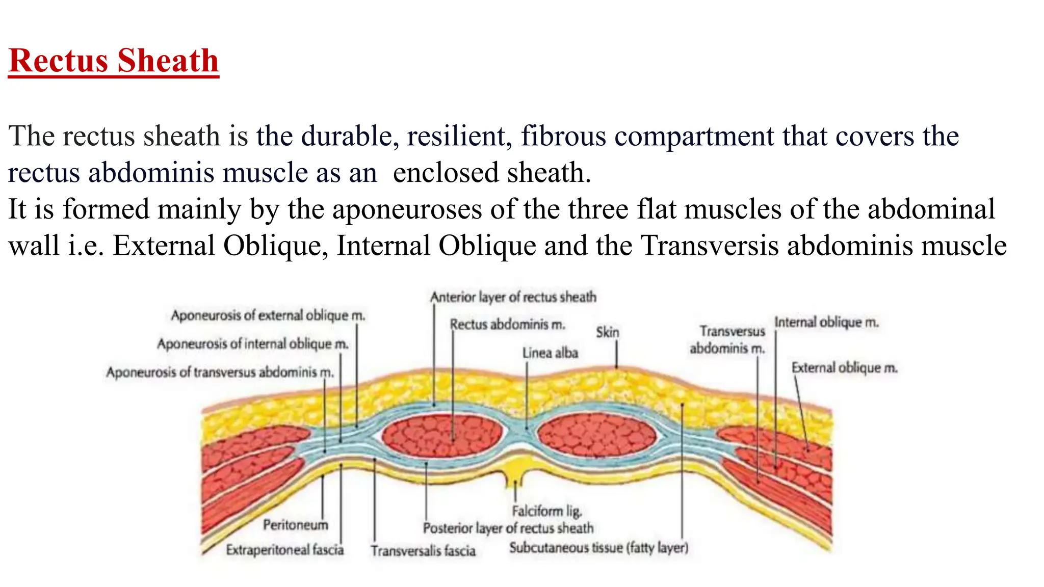 ANTERIOR ABDOMINAL WALL.pptxAnterior abdomen wall Rectus sheath | PPTX | Death, Injury, or ...