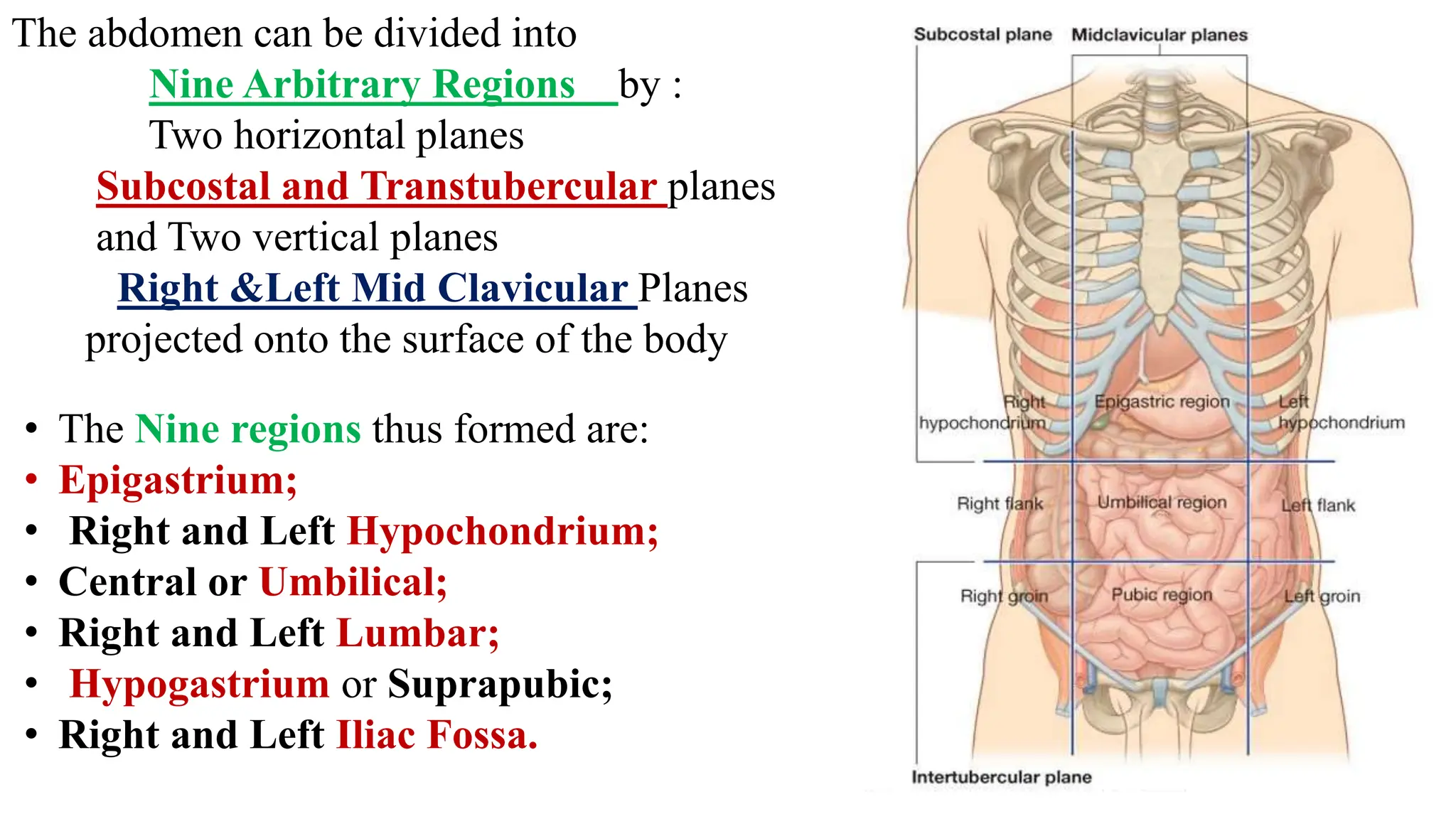 Anterior Abdominal Wall Pptxanterior Abdomen Wall Rectus Sheath Ppt