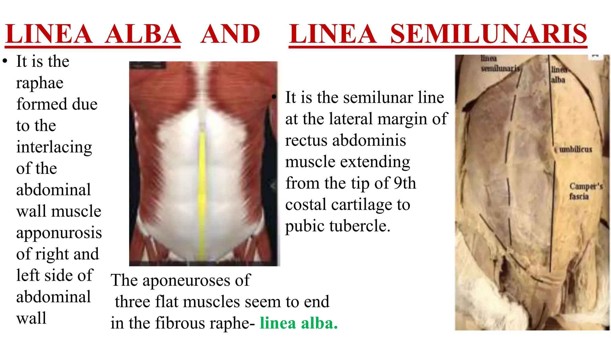 ANTERIOR ABDOMINAL WALL.pptxAnterior abdomen wall Rectus sheath | PPTX | Death, Injury, or ...