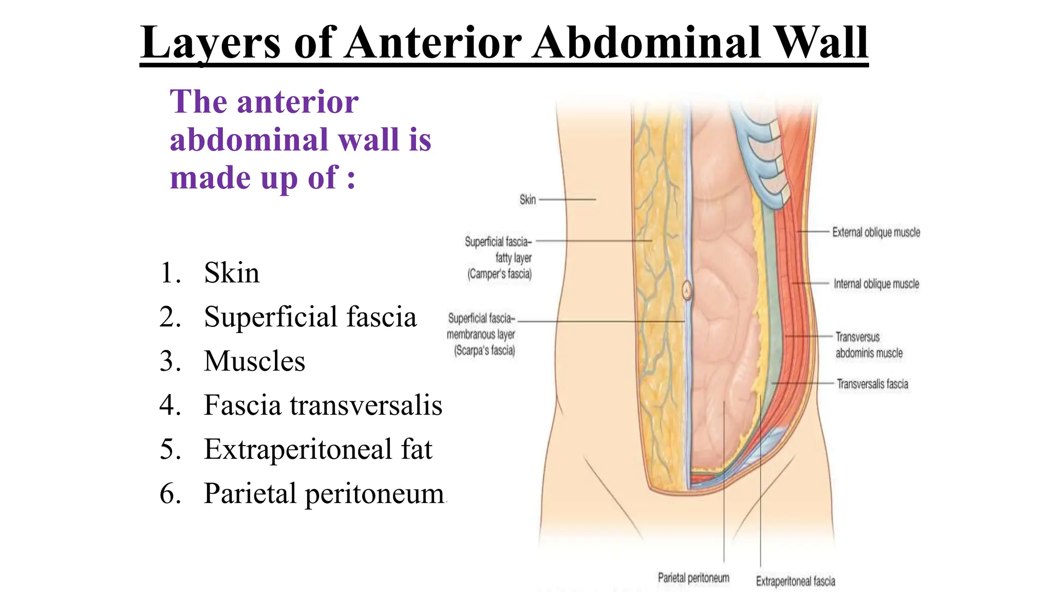 ANTERIOR ABDOMINAL WALL.pptxAnterior abdomen wall Rectus sheath | PPT