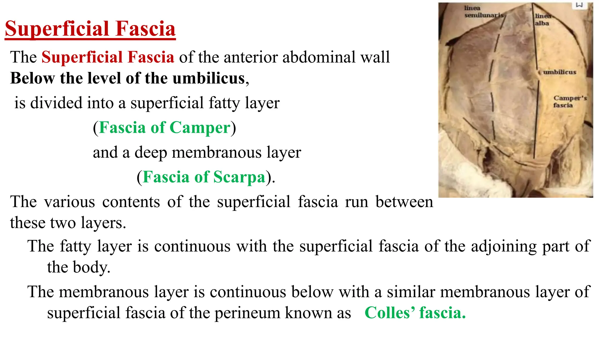 ANTERIOR ABDOMINAL WALL.pptxAnterior abdomen wall Rectus sheath | PPTX | Death, Injury, or ...