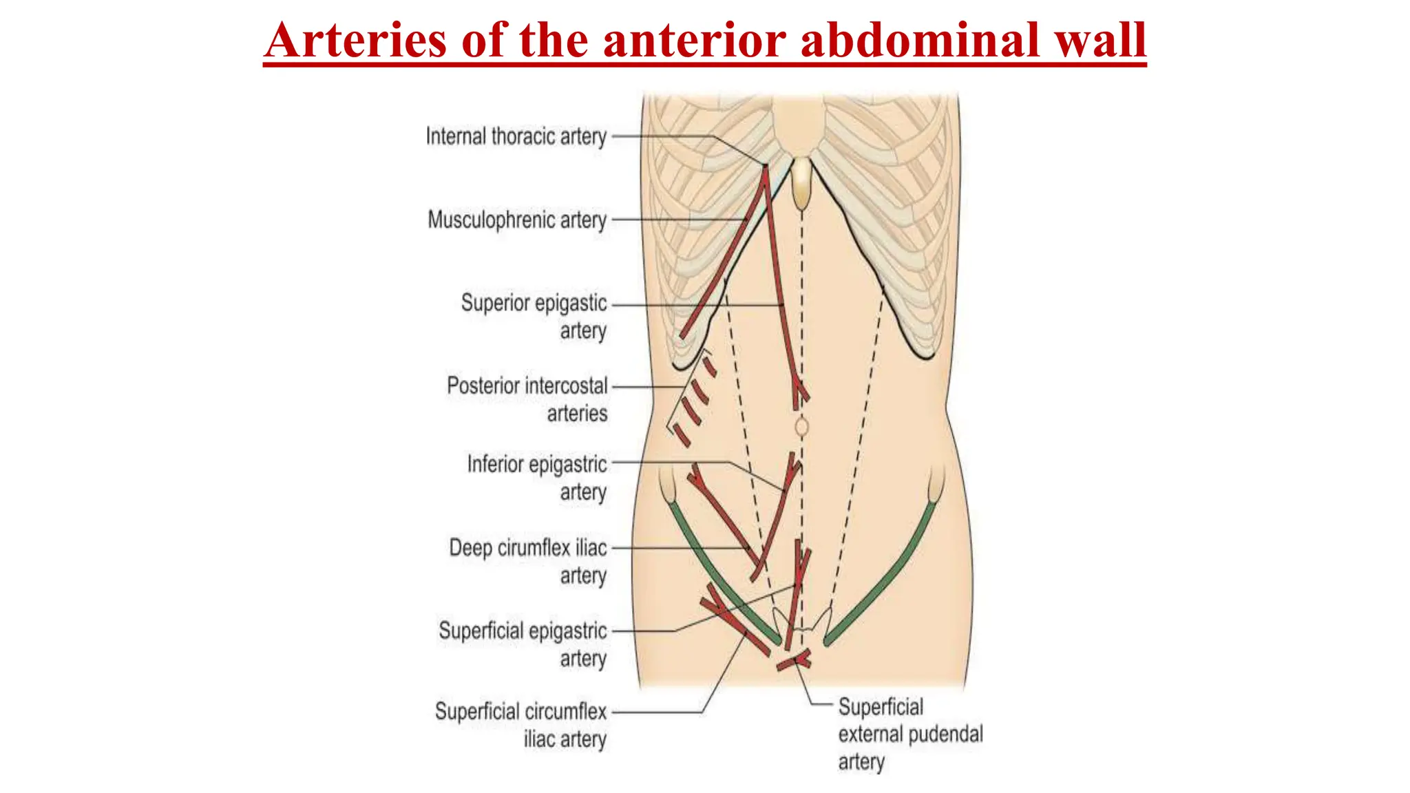ANTERIOR ABDOMINAL WALL.pptxAnterior abdomen wall Rectus sheath | PPTX | Death, Injury, or ...