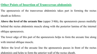 ANTERIOR ABDOMINAL WALL.pptxAnterior abdomen wall Rectus sheath | PPTX