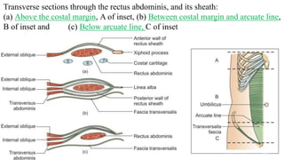 ANTERIOR ABDOMINAL WALL.pptxAnterior abdomen wall Rectus sheath | PPTX ...