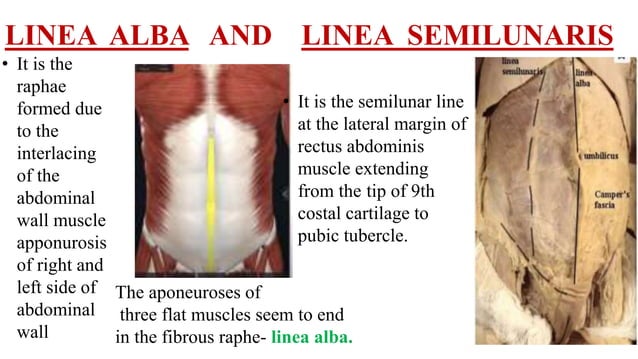 ANTERIOR ABDOMINAL WALL.pptxAnterior abdomen wall Rectus sheath | PPTX ...