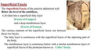 ANTERIOR ABDOMINAL WALL.pptxAnterior abdomen wall Rectus sheath | PPTX