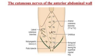 ANTERIOR ABDOMINAL WALL.pptxAnterior abdomen wall Rectus sheath | PPTX | Death, Injury, or ...