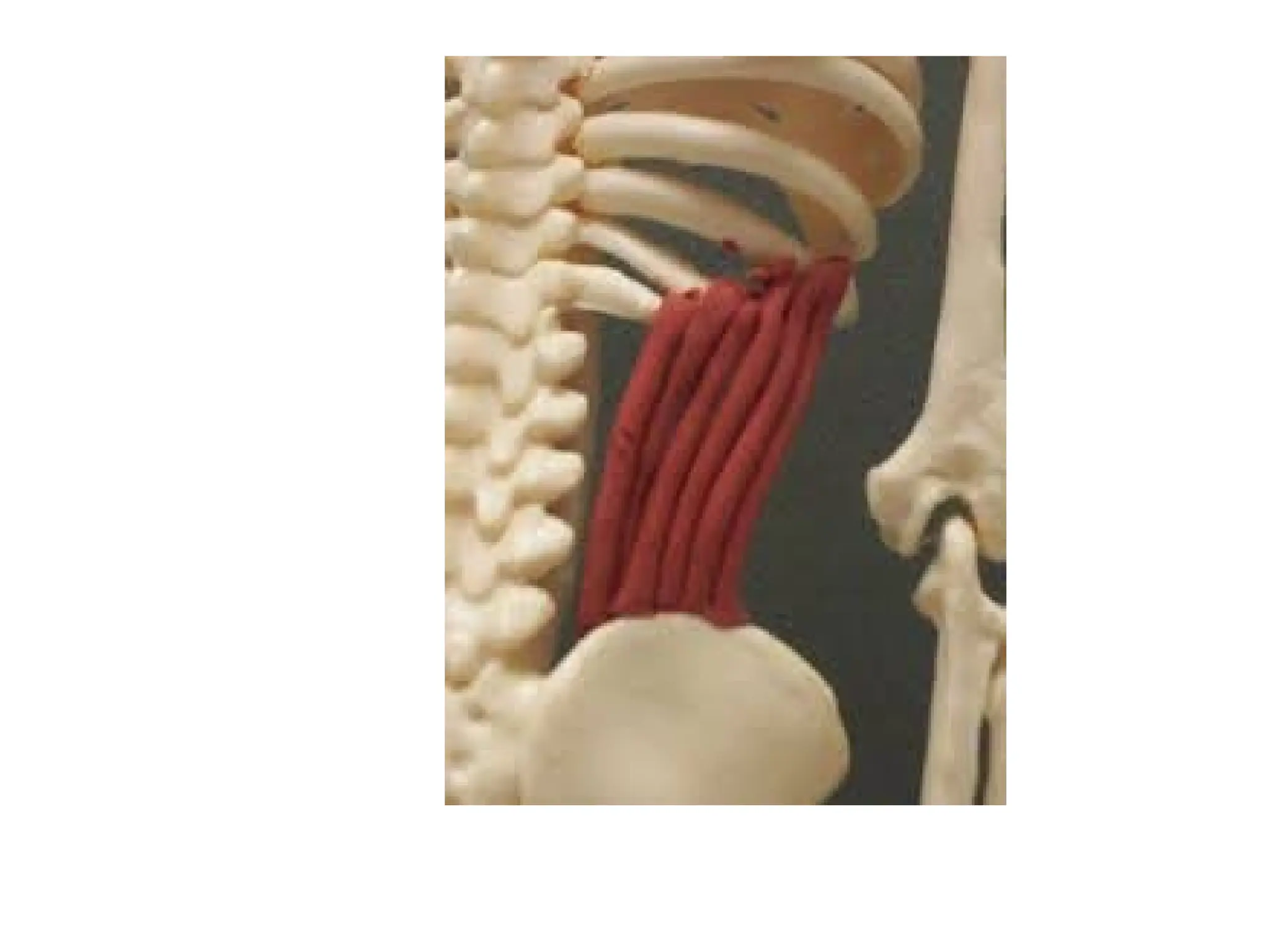 ANTERIOR ABDOMINAL WALL general anat.pptx