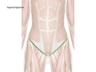 ANTERIOR ABDOMINAL WALL general anat.pptx