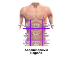ANTERIOR ABDOMINAL WALL general anat.pptx