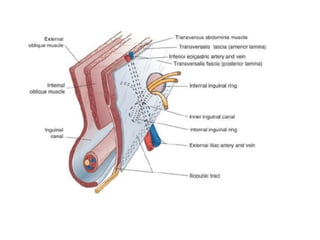 ANTERIOR ABDOMINAL WALL general anat.pptx