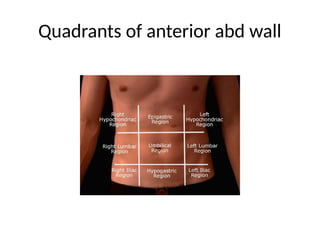 ANTERIOR ABDOMINAL WALL general anat.pptx