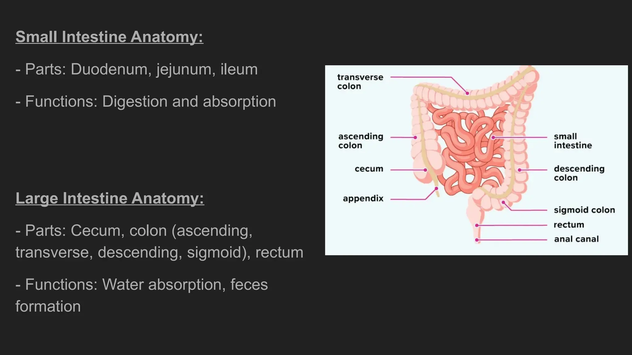 Anterior abdominal wall & layers of perotoneum.pptx