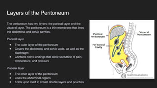 Anterior abdominal wall & layers of perotoneum.pptx