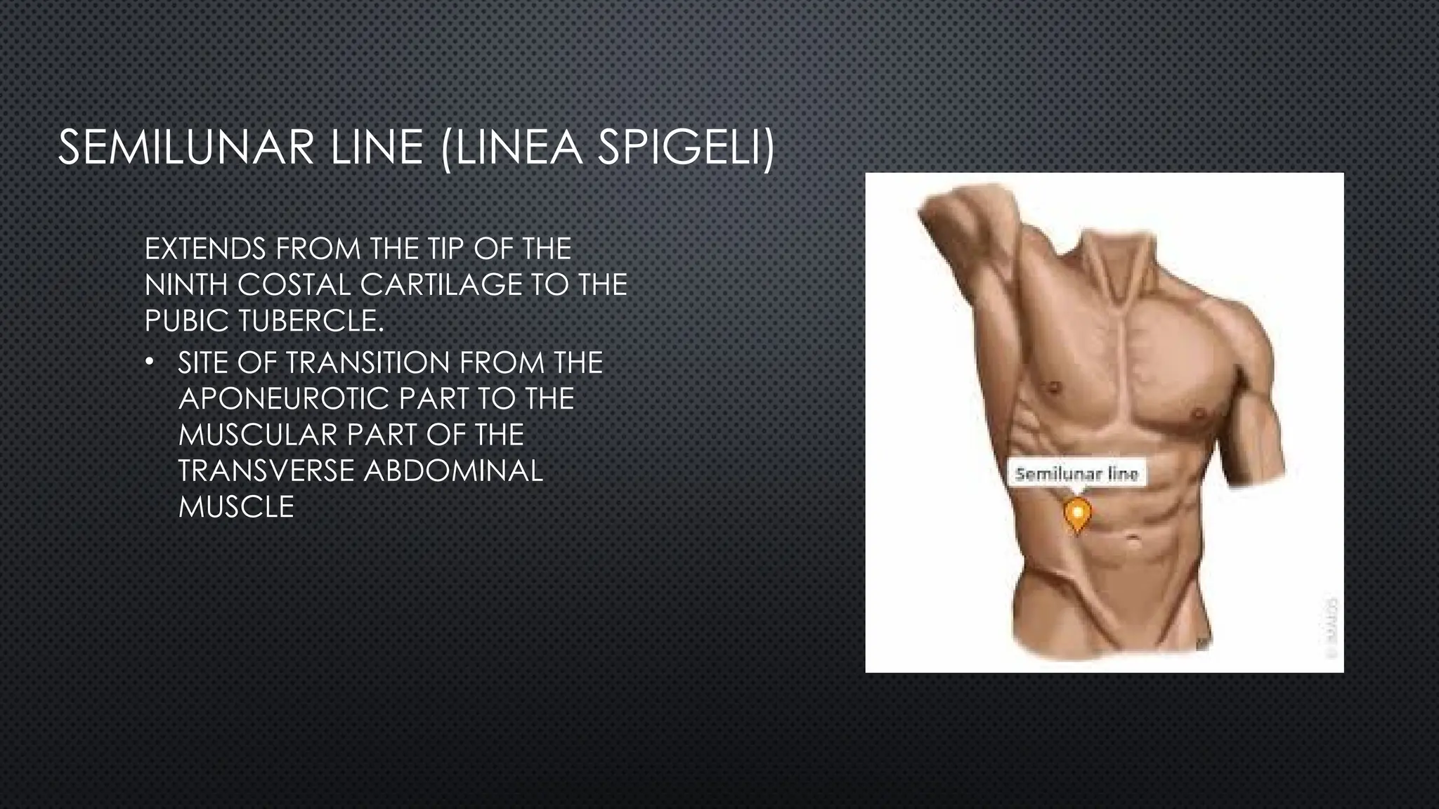 Anterior abdominal wall a surgical notes .pptx