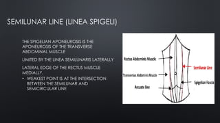 Anterior abdominal wall a surgical notes .pptx