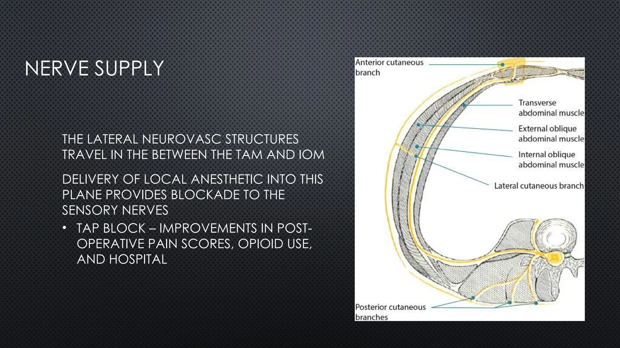 Anterior abdominal wall and it's anatomy.pptx