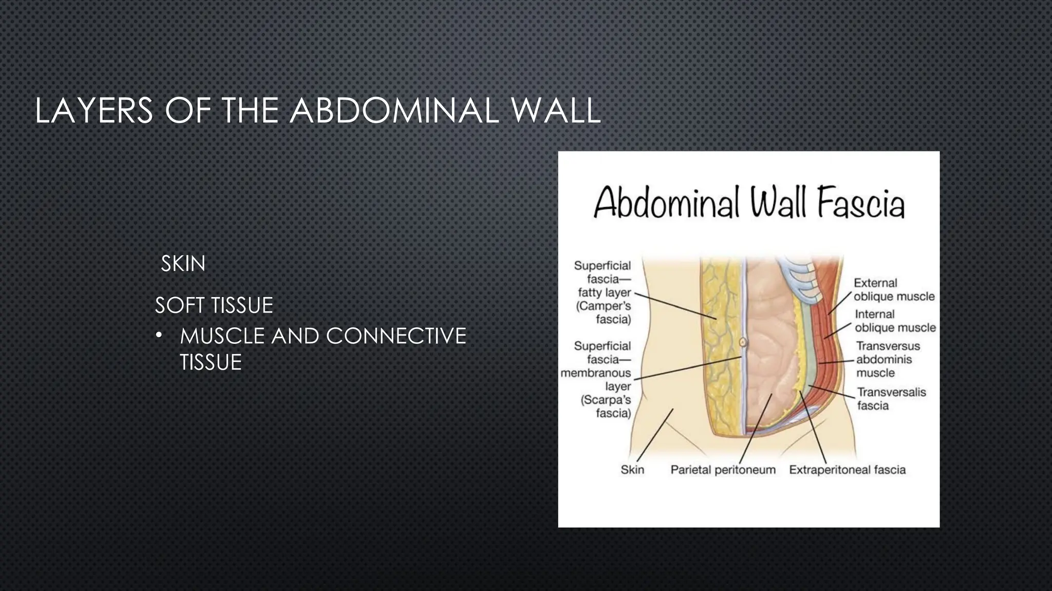 Anterior abdominal wall and it's anatomy.pptx