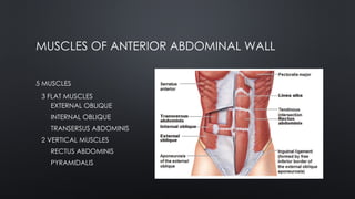 Anterior abdominal wall and it's anatomy.pptx