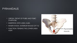 Anterior abdominal wall and it's anatomy.pptx